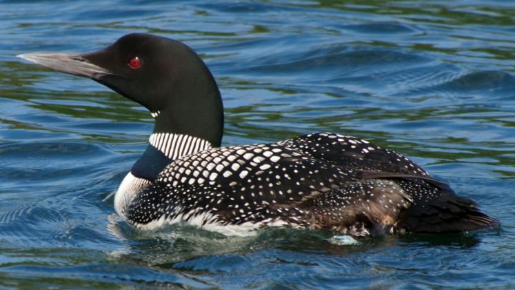 Minnesota Loons in Trouble? | Alpha News MN