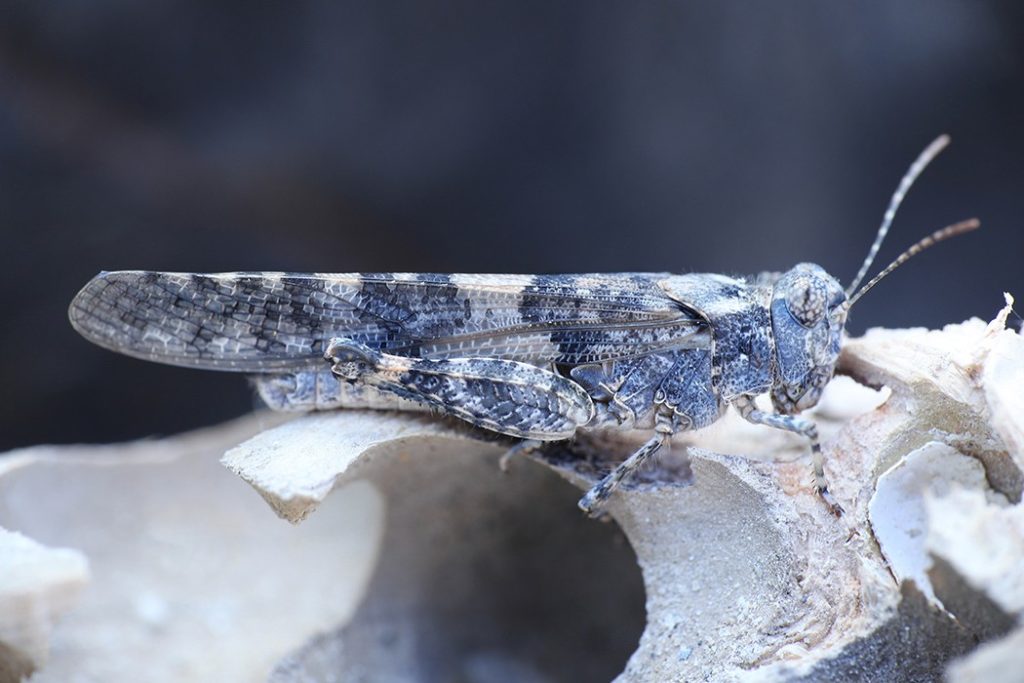 Edina & The Scourge Of Blue Locusts | Alpha News MN