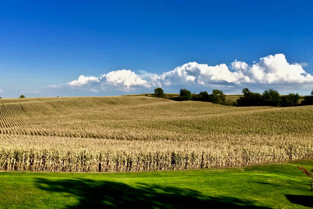 Jim Schultz: The liberal war on Minnesota agriculture must end