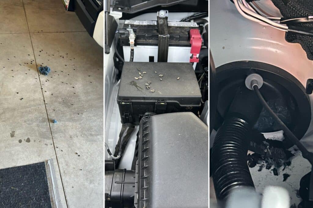 EXCLUSIVE: Minnesota veteran says $68K Toyota Tundra came with rat ...
